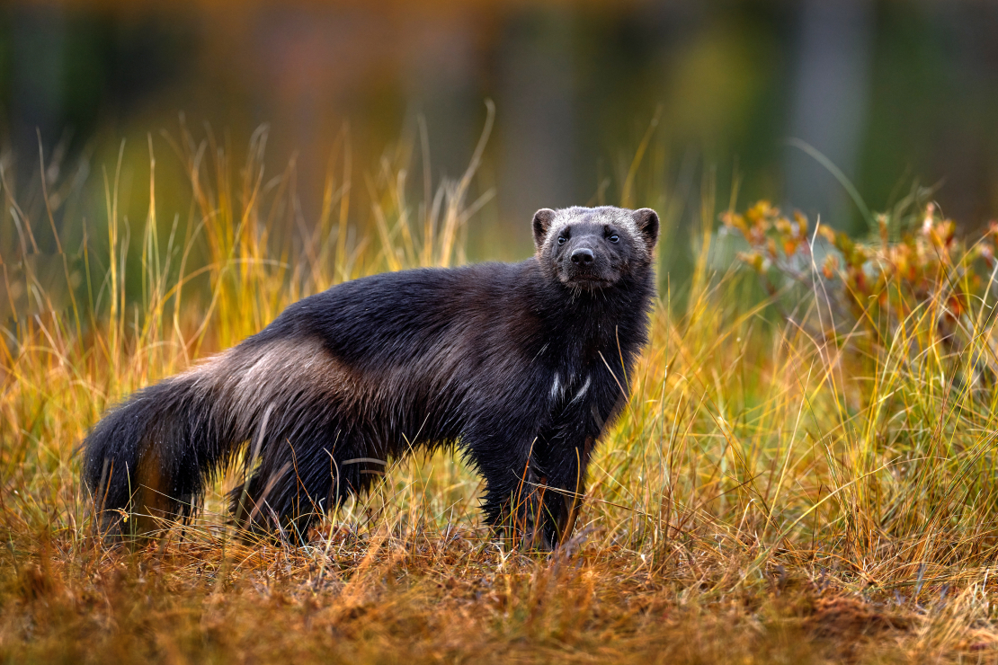 Jenotsuns vai tinis?