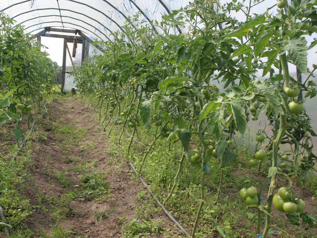 Kā veidot tomātus?