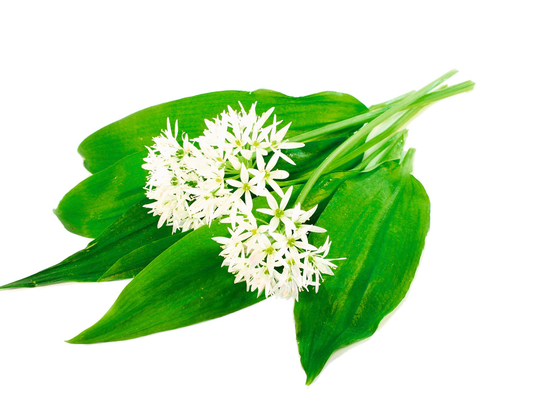 Lakšu audzēšana dārzā ir atļauta