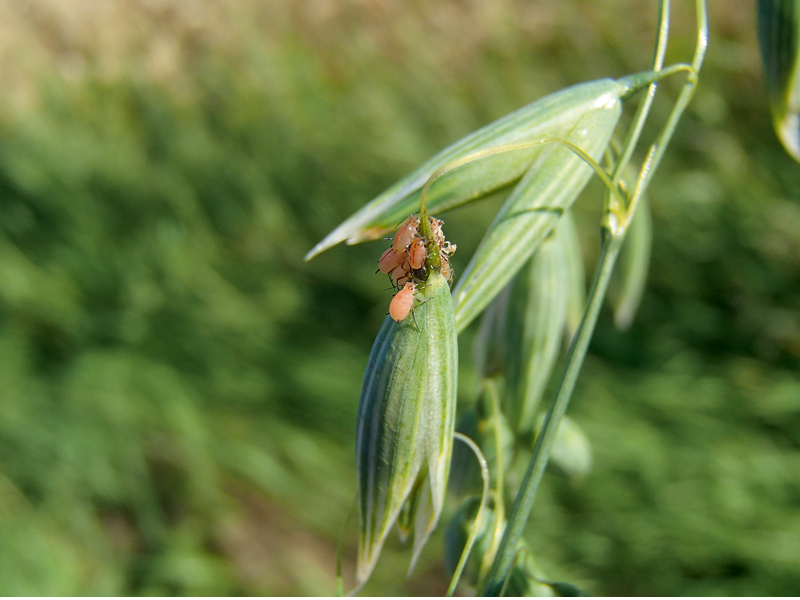 Der zināt. Izplatītāko slimību un kaitēkļu TOP 3 auzu un rapšu sējumos ...