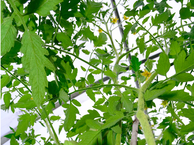 Ko darīt ar pārāk gariem tomātiem