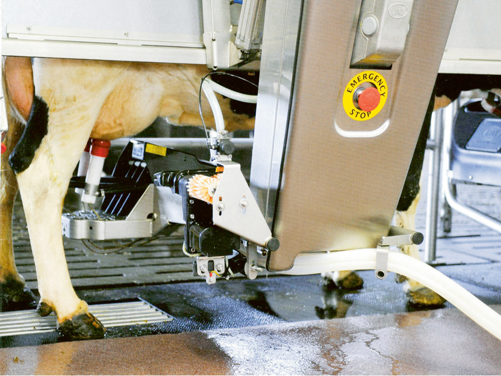 Kāda ir slaukšanas robota saistība ar govs veselību un piena kvalitāti