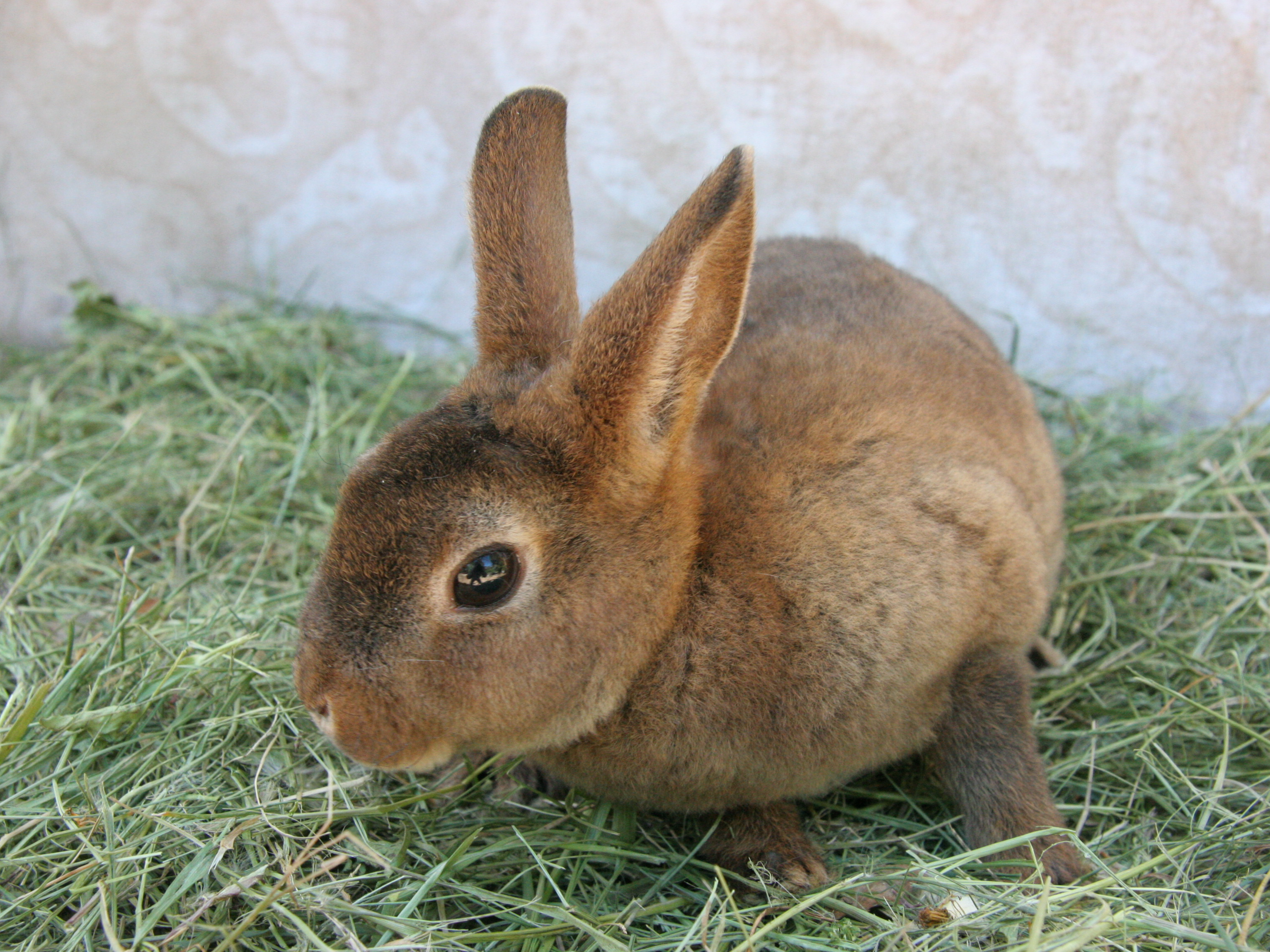 Kas darāms, ārstējot savārgušus trusēnus